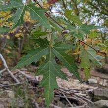 Plant Communities | CMP Tree Selection Tool